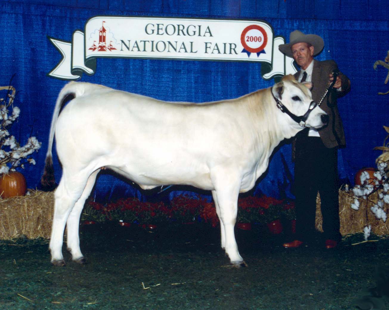 STELLY FARMS PIEDMONTESE CATTLE